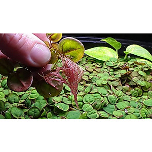 Canton Aquatics - 30+ Red Root Floater - Live Aquarium Plants - 4oz Cup