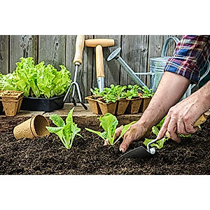 Buttercrunch Butterhead Lettuce Seeds for Planting, 1000 Heirloom Seeds Per Packet, (Isla's Garden Seeds), Non GMO Seeds, Botanical Name: Lactuca Sativa, Great Home Garden Gift