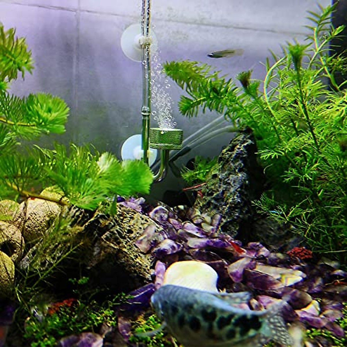 Boao 32.8 ft Aquarium CO2 Proof Tubing Clear Airline Tubing Aquarium Air Tubing 5/16 Inch with 12 Pcs Suction Cups Aquarium Air Pump Accessories for Fish Tank