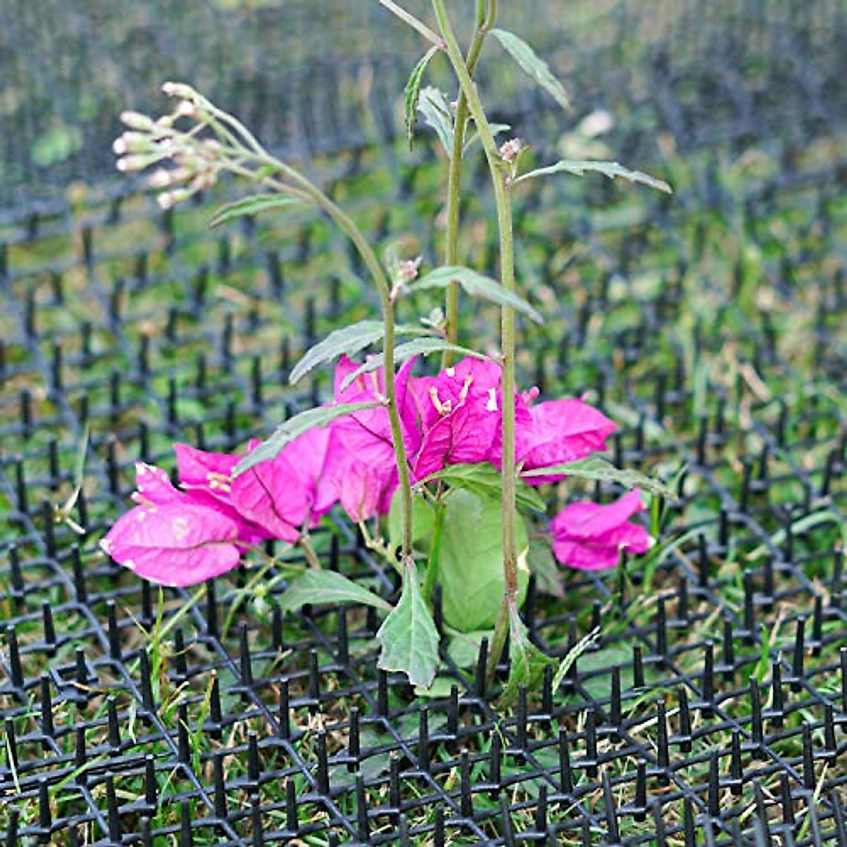 Pomeat 10 PCS Scat Mat for Cats Indoor, 16" x 12" Cat Scat Mat with Spikes Sprickle, Digging Deterrent for Dogs, Outdoor for Garden and Fence, Cat Deterrent with 7 Staples