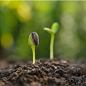 Chocolate Cherry Sunflower Seeds to Plant - Heirloom & Non-GMO - Large Package 200 Sunflower Seeds for Planting in Your Home Garden