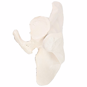Axis Scientific Shoulder Anatomy Model of Left Scapula Bone | Shoulder Blade Model Details Skeletal Anatomy of Scapula | Scapula Model Shows Bony Landmarks and Anatomical Detail