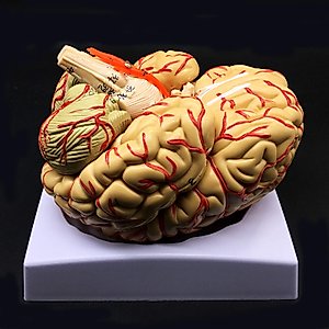 Human Brain Model, Anatomically Accurate Brain Model 8-Part Human Brain Anatomy for Science Classroom Study Display Teaching Medical Model