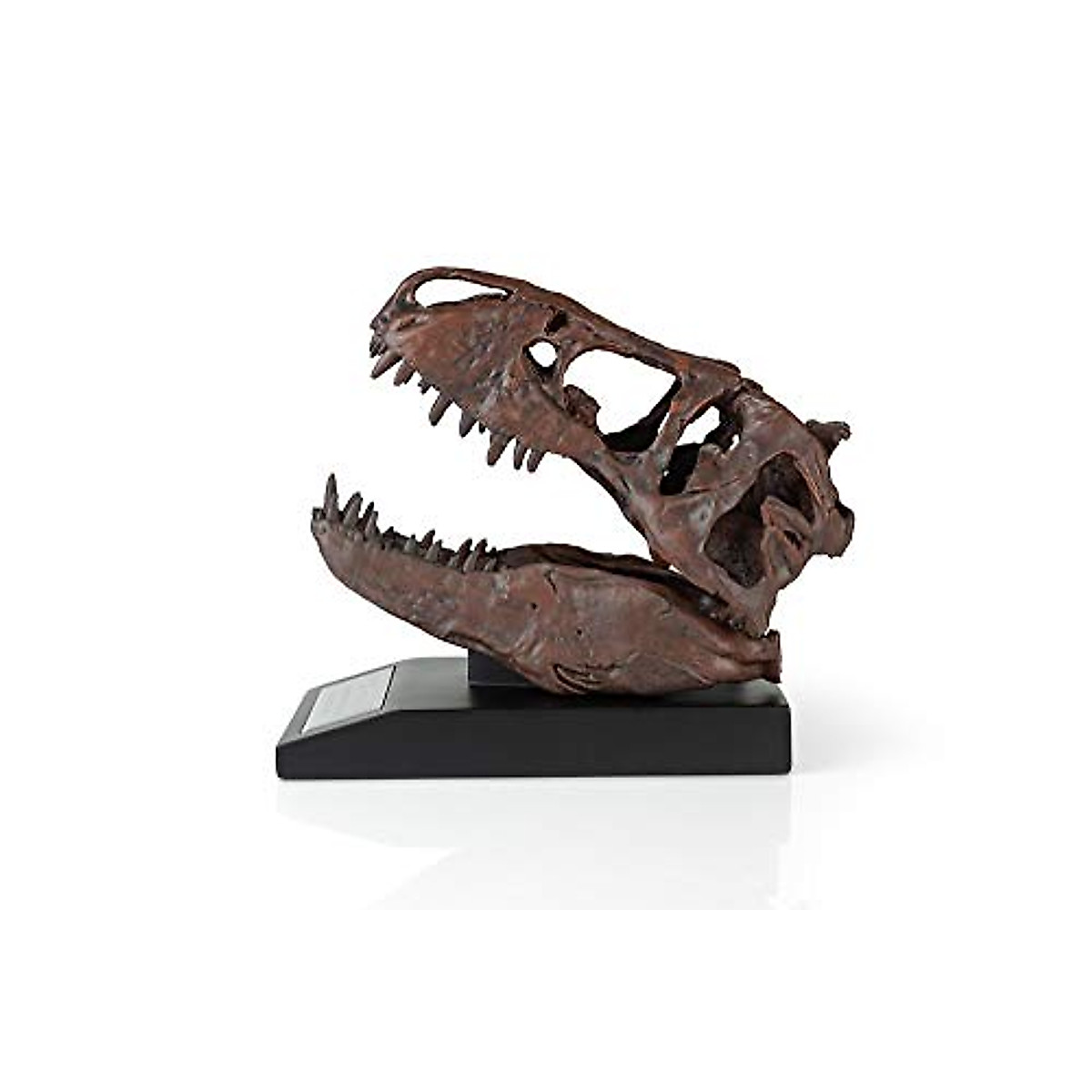 The Nation's T-Rex Skull Statue | Smithsonian Fossil Replica | 6-Inch Tall Tyrannosaurus Rex Desk Statue | 1:10 Scale