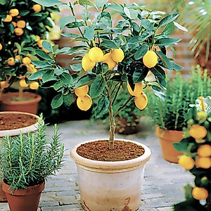YEGAOL Garden 35Pcs Meyer Dwarf Lemon Tree Seeds Fragrant Broadleaf Evergreen Tree Low Maintenance Attract Bees & Butterflies Containers Potted Garden Plant Fruit Seeds