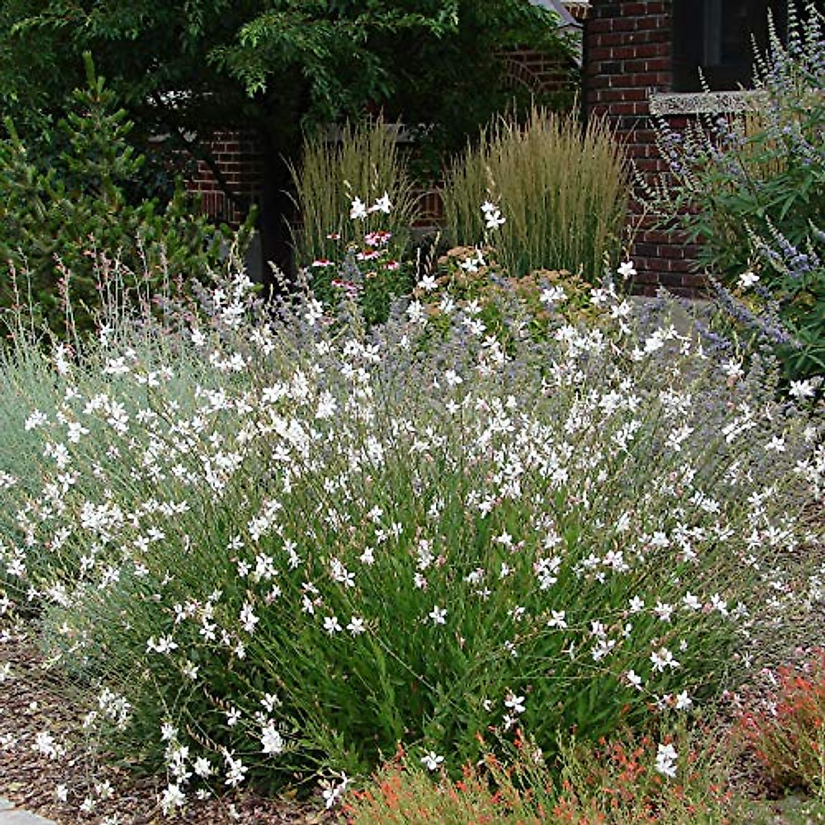 Outsidepride Gaura Drought Tolerant Garden Flowers - 200 Seeds