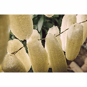 FAAY 4 Pcs Premium Natural Exfoliating Loofah Sponge: 6" Eco-friendly Unbleached Luffa Body Scrubber Rejuvenating Your Skin for Men and Women. Paraben Free Bath Sponge, Shower Loofah