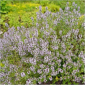 Seed Needs, Wild Creeping Thyme Seeds for Planting (Thymus serpyllum) Twin Pack of 20,000 Seeds - Heirloom & Open Pollinated