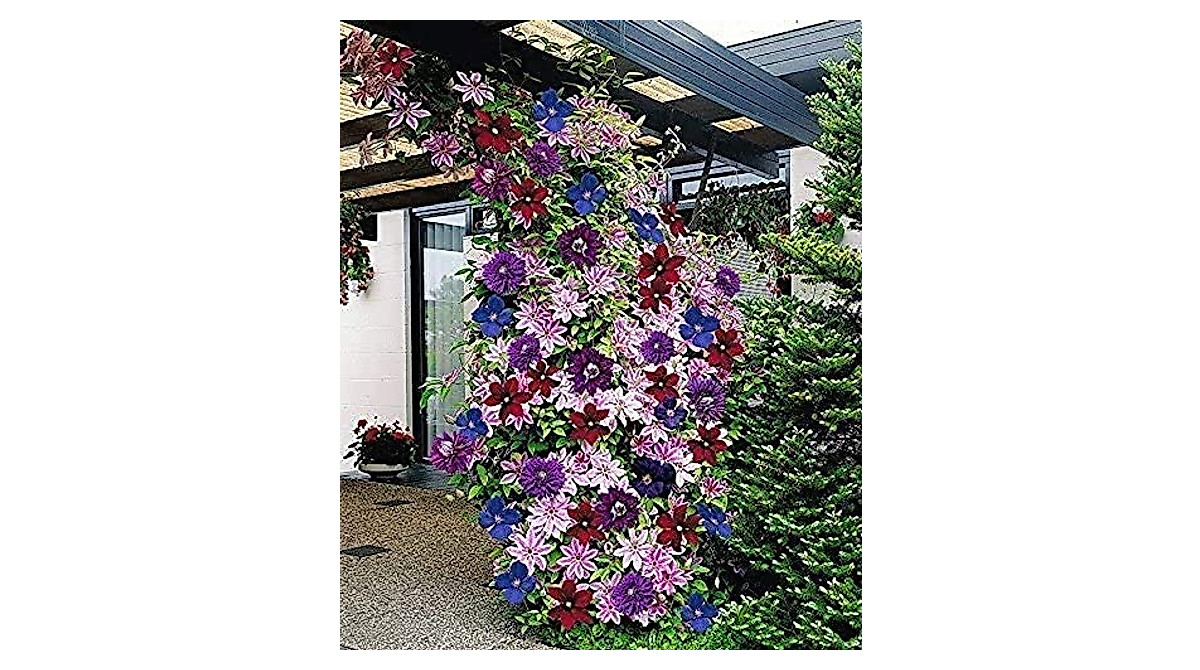 Clematis - Mixed Colors Blooming Vines | Over 50 Seeds for Your Garden