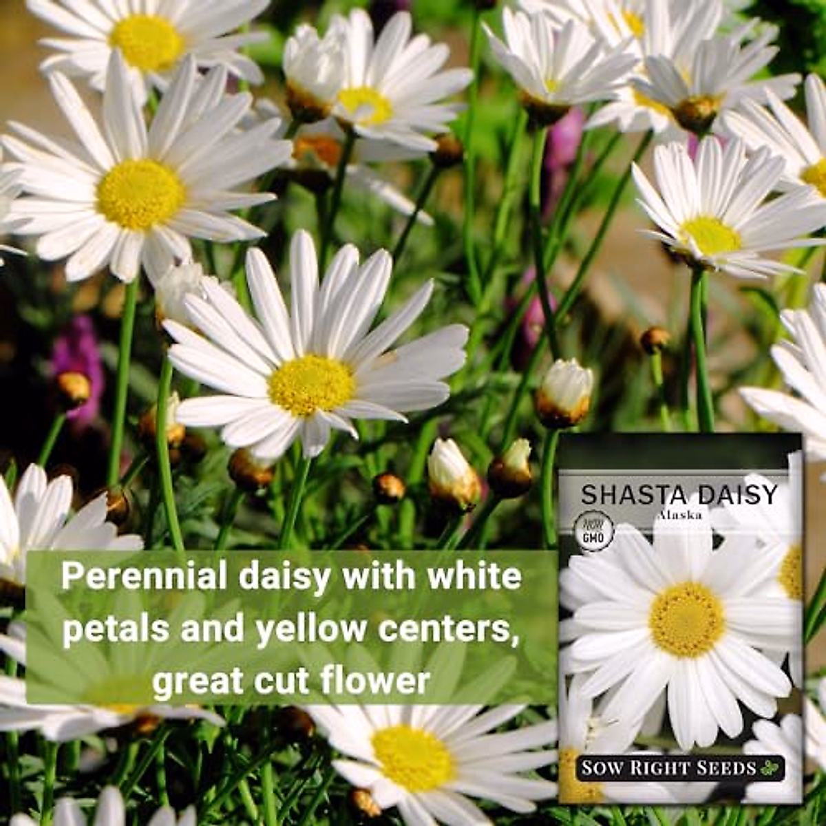 Sow Right Seeds - Shasta Daisy Flower Seeds for Planting - Non-GMO Heirloom Packet with Instructions - Attract Butterflies and Excellent for Cutting - White Blossom with Yellow Centers (1)