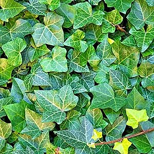 Hedera Helix Seeds English Ivy Vine 50 Seeds