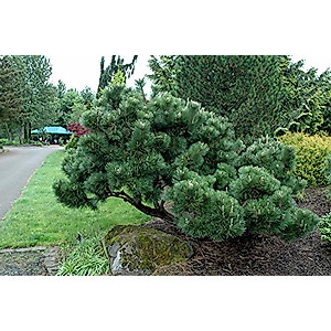 1144-Japanese Black Pine Tree (Pinus thunbergii) Seeds by Robsrareandgiantseeds UPC0764425787693 Bonsai,Non-GMO,Organic,Historic Plants,Sacred, 1144 Package of 5 Seeds