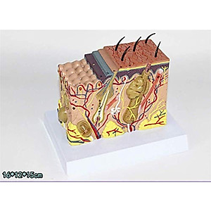 Educational Model Human Anatomy Skin Tissue Structure Enlarged Model Skin Hierarchy Model Simulation Stereo Skin Model Block for Medical Education Teaching Plastic Surgery