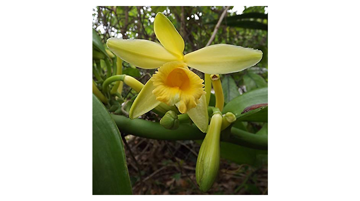 Vanilla Planifolia Orchid Cutting - Grow 2ft Orchid Plant Outdoors