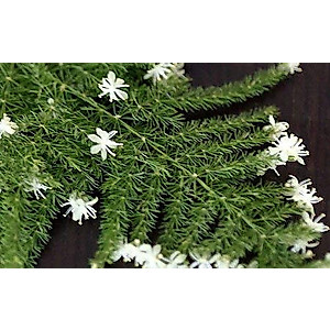 Fern Leaf Plumosus Asparagus Fern - 4" Pot - Easy to Grow - Great Houseplant