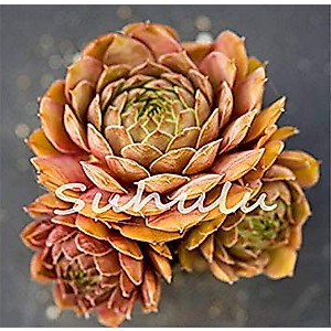 Fash Lady 200 Pcs Sale!Hens and Chicks Succulent Mix Seeds (Sempervivum Hybridum) Bonsai Plant Flower Seeds for Home Garden 4