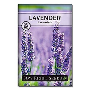 Sow Right Seeds - Lavender Seeds for Planting; Non-GMO Heirloom Seeds with Instructions to Plant and Grow a Beautiful Indoor or Outdoor herb Garden; Great Gardening Gift