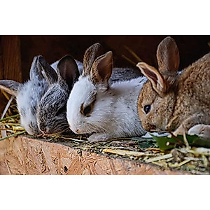 Willow Mega Munch Sticks for Rabbits Chinchilla Guinea Pigs - 20+ Sticks - Small Animal Treat Chew Toys