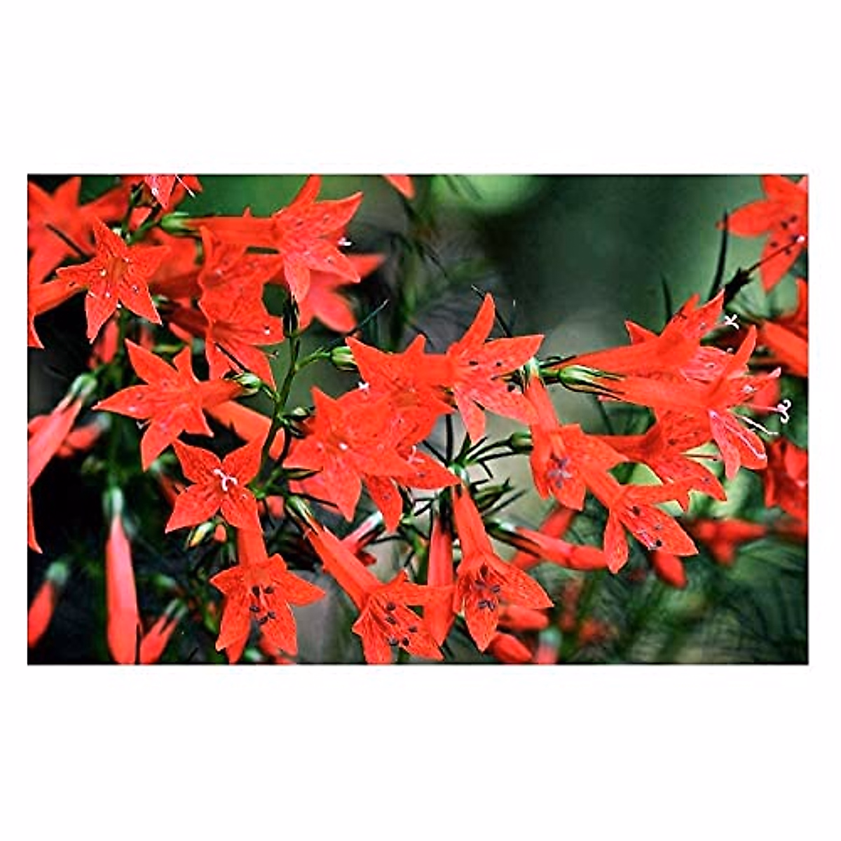 David's Garden Seeds Flower Native Texas Standing Cypress 3229 (Red) 100 Non-GMO, Heirloom Seeds