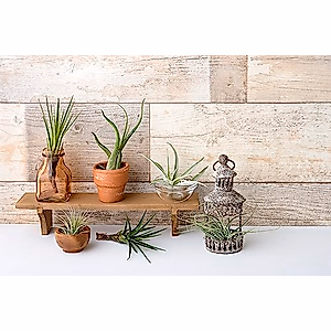 Air Plant Low Light House Plants Box (4PK) Tillandsia Air Plants Live Houseplants Live Indoor Plants Live Succulents Plants Live Terrarium Plants Live, Air Plant Holder Airplant Kit by Plants for Pets