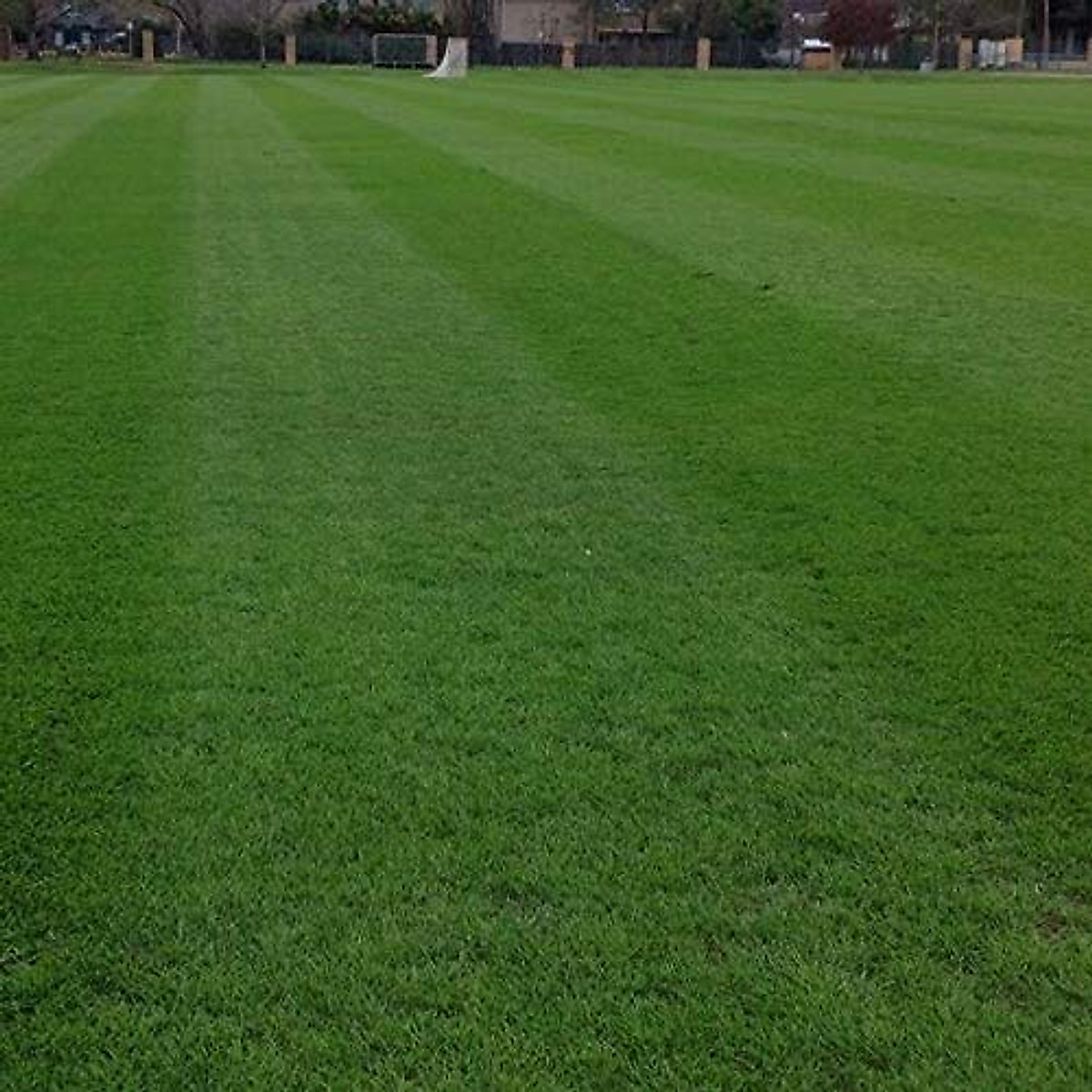 Annual RyeGrass Seed by Eretz - Willamette Valley, Oregon Grown. No fillers, No Weed or Other Crop Seeds (5lb)