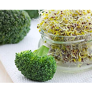 Broccoli Seeds for Sprouting, 8 Ounces – Vegan, Kosher, Sirtfood, Bulk. Rich in Sulforaphane, Vitamin C, Vitamin A. Great for Growing Sprouts, Microgreens. High Germination Rate