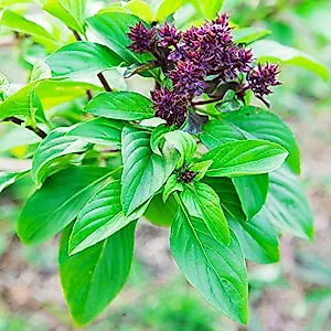 Outsidepride Basil Cinnamon Ocimum Basilicum Culinary Herb Garden Plant - 5000 Seeds