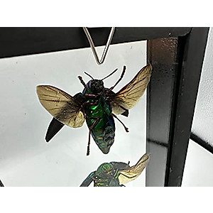 TAXIBUGS 3 Jewel Beetle (Sternocera Aeguisignata) – Preserved Taxidermy Insect Bug Collection Framed in a 3D Wooden Frame as Pictured Taxidermy (Transparent Background Black Wooden Frame)