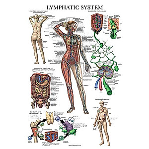 3 Pack - Muscle + Skeleton + Lymphatic System Anatomy Poster Set - Muscular and Skeletal System Anatomical Charts - Laminated - 18" x 24"