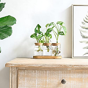 Dahey Plant Propagation Terrarium Desktop Glass Planter Station Water Planting Glass Vase with Lid and Wooden Stand for Propagating Hydroponic Plants Centerpiece Office Home Garden Decor, 3 Pcs