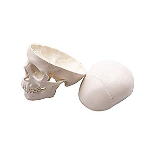 BornTo Edu Mini Skull Model - Small Size Human Medical Anatomical Adult Head Bone for Education