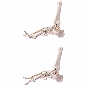 QWORK Human Foot Skeleton Model, Life Size Medical Anatomy Foot and Ankle Model, Right, Fully Articulated, for Medical Study & Science Classroom