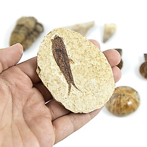 Museum Quality Fossil Collection Kit Featuring Dinosaur Fossils, Ammonites, Trilobite, Shark Tooth, Urchin and Fish Fossil - Collectors Edition Paleontology Set