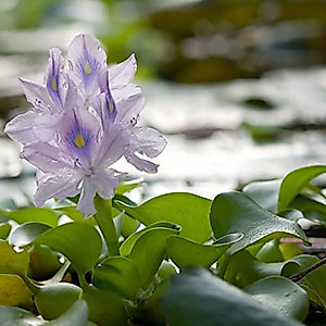 Bundle of 3 Water Hyacinth Floating Pond Plants Live Aquatic Plant Great for Koi Ponds Flowering and Fast Growing Hyacinths Cannot Ship to Some States (3)