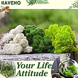 Moss Preserved, Green Moss for Fairy Gardens, Terrariums, Any Craft or Floral Project or Wedding Other Arts (Green, 3OZ)