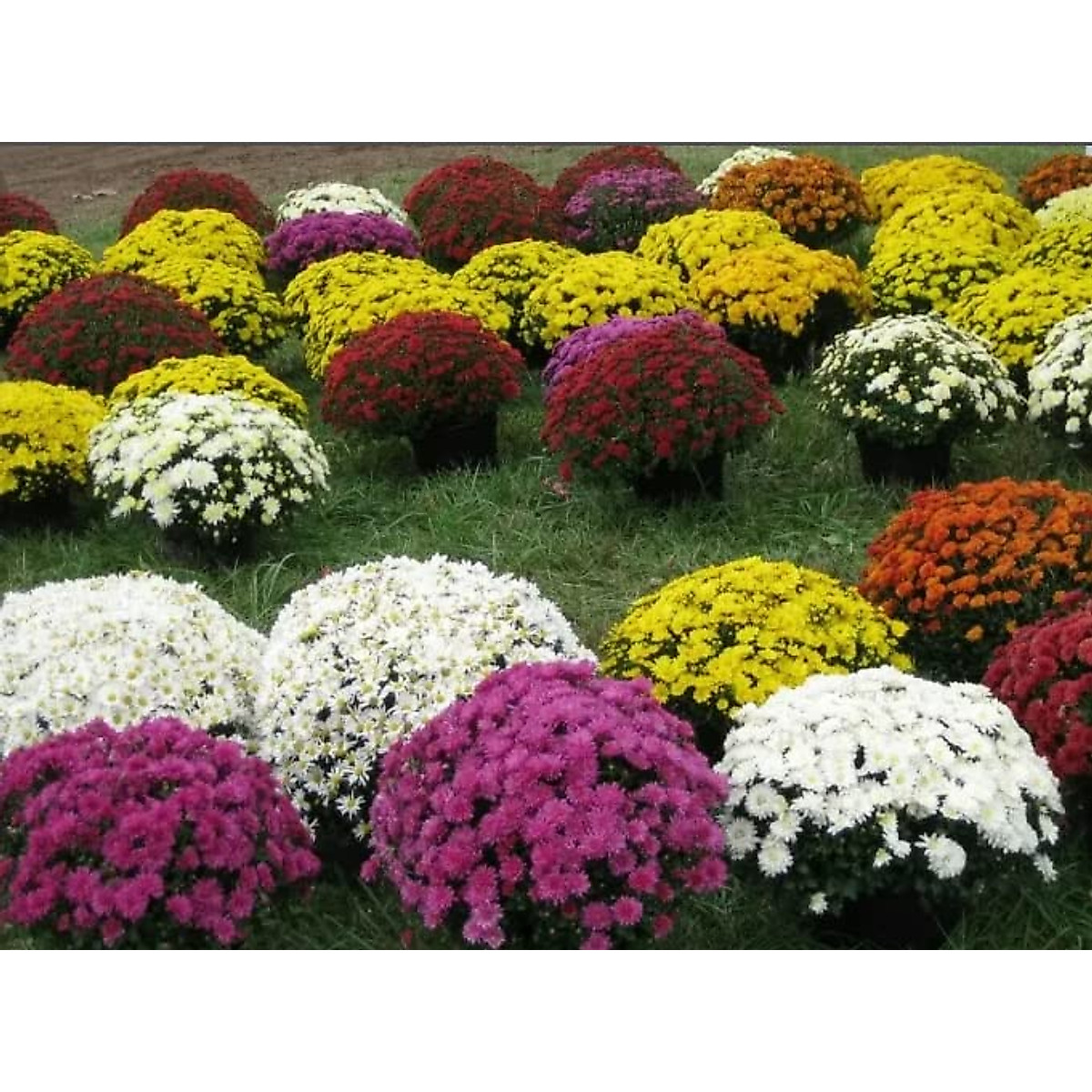 200 Mixed Color Chrysanthemum Seeds for Planting；Ground Cover Landscape