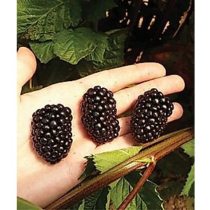 5 PrimeArk Freedom Thornless BlackBerry Plants