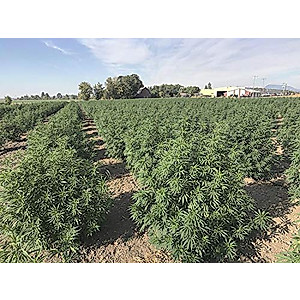 Compost Tea Aerator - The BubbleSnake : 5 Gallon Bucket Aerator