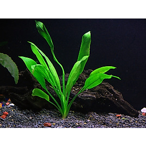 Large Amazon Bleheri Sword 18-24 inches Tall | Live Freshwater Aquatic Plant
