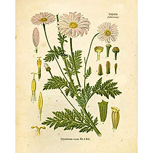 Botanical Prints Wildflower Prints Floral Wall Art - Set of 6 - 8x10 - Unframed