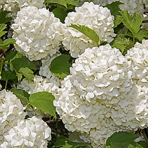 Old Fashion Snowball Viburnum Plant in Pot, 6 to 12 Inc Tall White Flower Plant for Garden No Ship CA