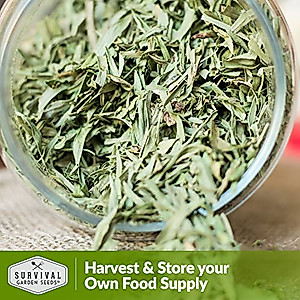 Survival Garden Seeds - Russian Tarragon Seed for Planting - Packet with Instructions to Plant and Grow Big Flowering Herbs in Your Home Vegetable Garden - Non-GMO Heirloom Variety