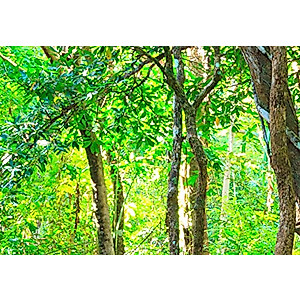 artgeist Japanese Room Divider XXL Landscape Waterfall Nature 90 x 67 in - 5 Panel Folding Screen Japan Design Home Decoration Art Deco Forest c-B-10009-z-a