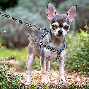 Mile High Life Leopard Dog Harness Collar Leash Set | Adjustable No Pull Dog Halter Harness for Small Breed Dogs | Easy Control for Training Walking | Blue, Medium