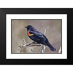 ArtDirect CO, Frisco Portrait of Male red-Winged Blackbird 18x13 Black Modern Wood Framed with Double Matting Museum Art Print by Lord, Fred