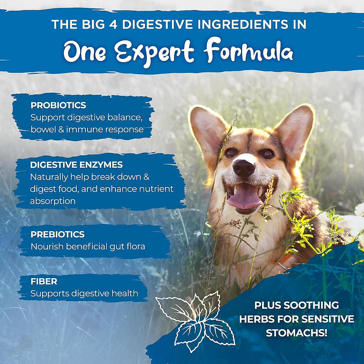 Vital Planet - Sensitive Stomach for Dogs with Enzymes, Probiotics and Fiber, Natural Digestive Support for Upset Stomach with Fennel, and Peppermint, 60 Chicken Flavored Chewable Tablets