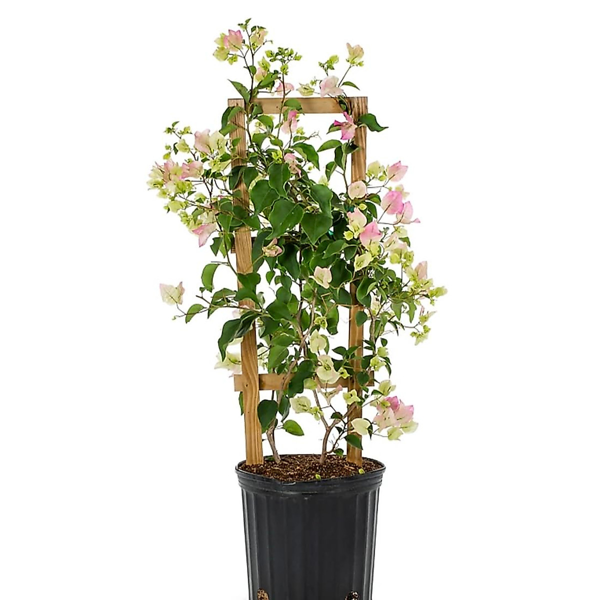Live Plant Bougainvillea Vine Plant Assorted Colors 6" Pot with Trellis