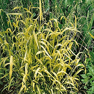 Outsidepride Milium Effusum Golden Millet Ornamental Grass for Shade Gardens - 25 Seeds