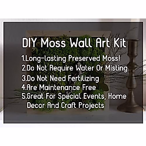 prefleur Preserved Reindeer Craft Moss Natural Green DIY Kit Terrariums Gardenning Art Wall Florist Decor Easter Table Decor Wedding Decor (3 OZ)(Green-02)