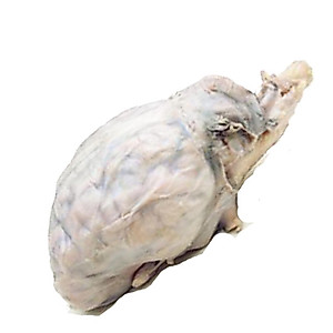 Anatomy Lab Preserved Sheep Brain Specimen for Dissection, without Hypohysis, Vacuum Pack of 10